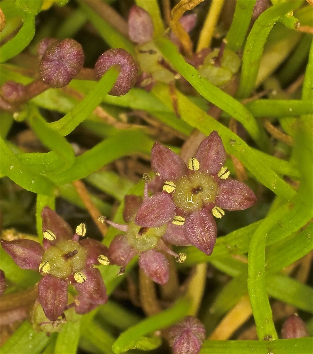 Lilaeopsis polyantha Yarra Ranges Local Plant Directory