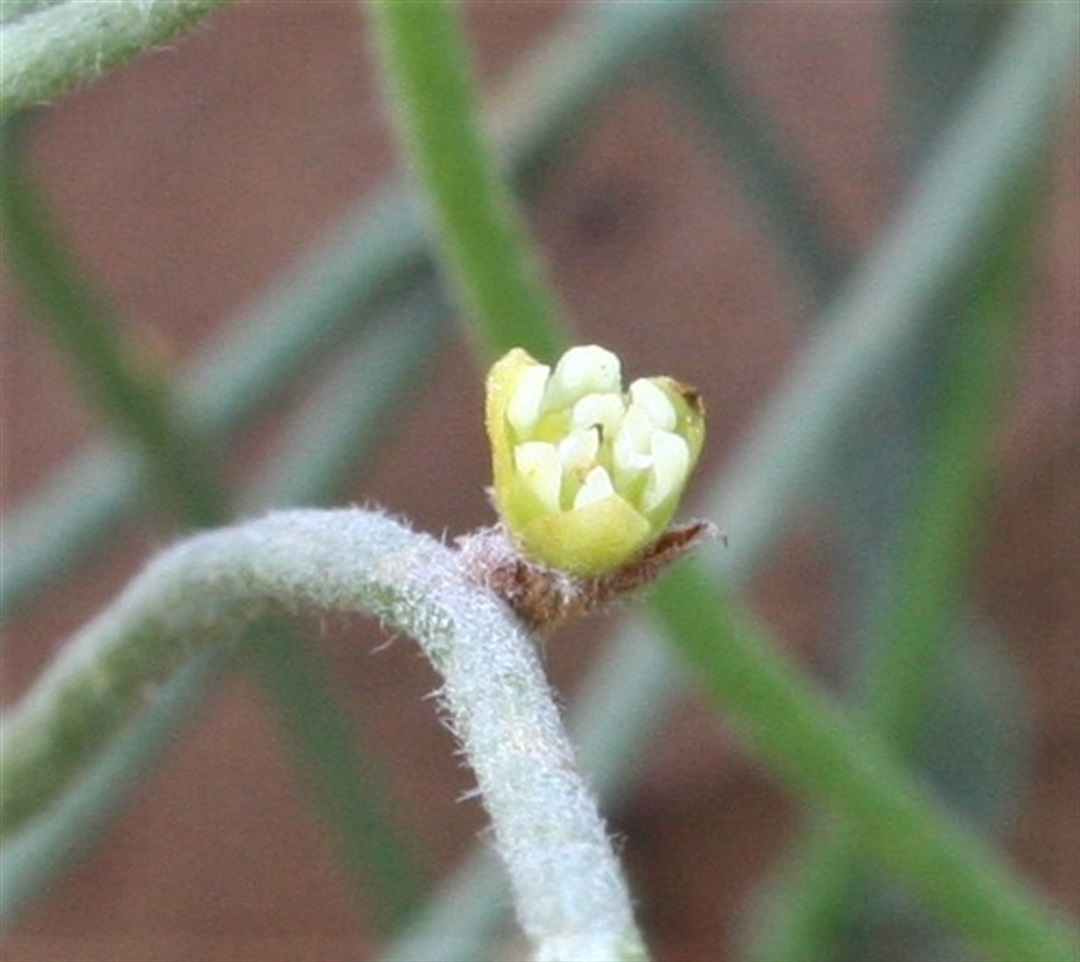 Cassytha pubescens Yarra Ranges Local Plant Directory