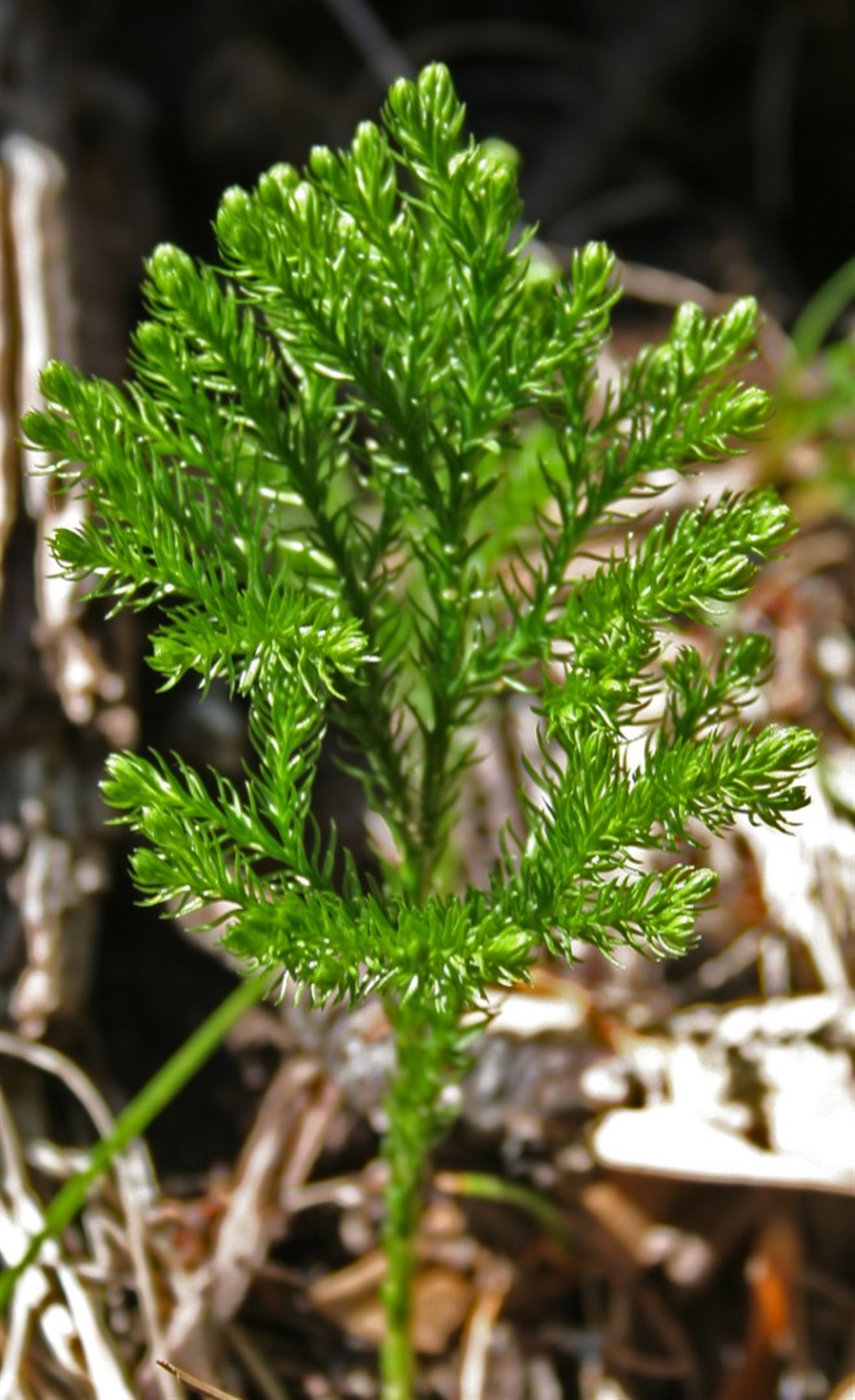 Lycopodium fastigiatum Yarra Ranges Local Plant Directory