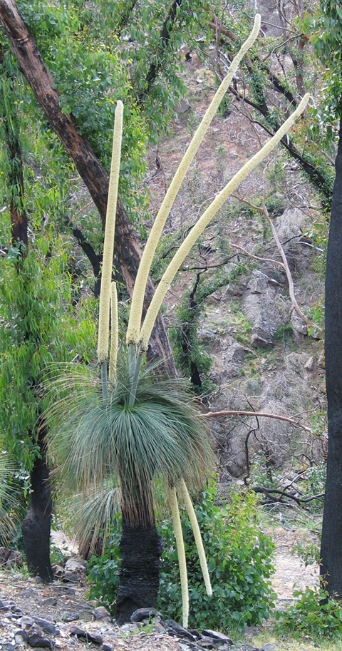 Xanthorrhoea australis Yarra Ranges Local Plant Directory