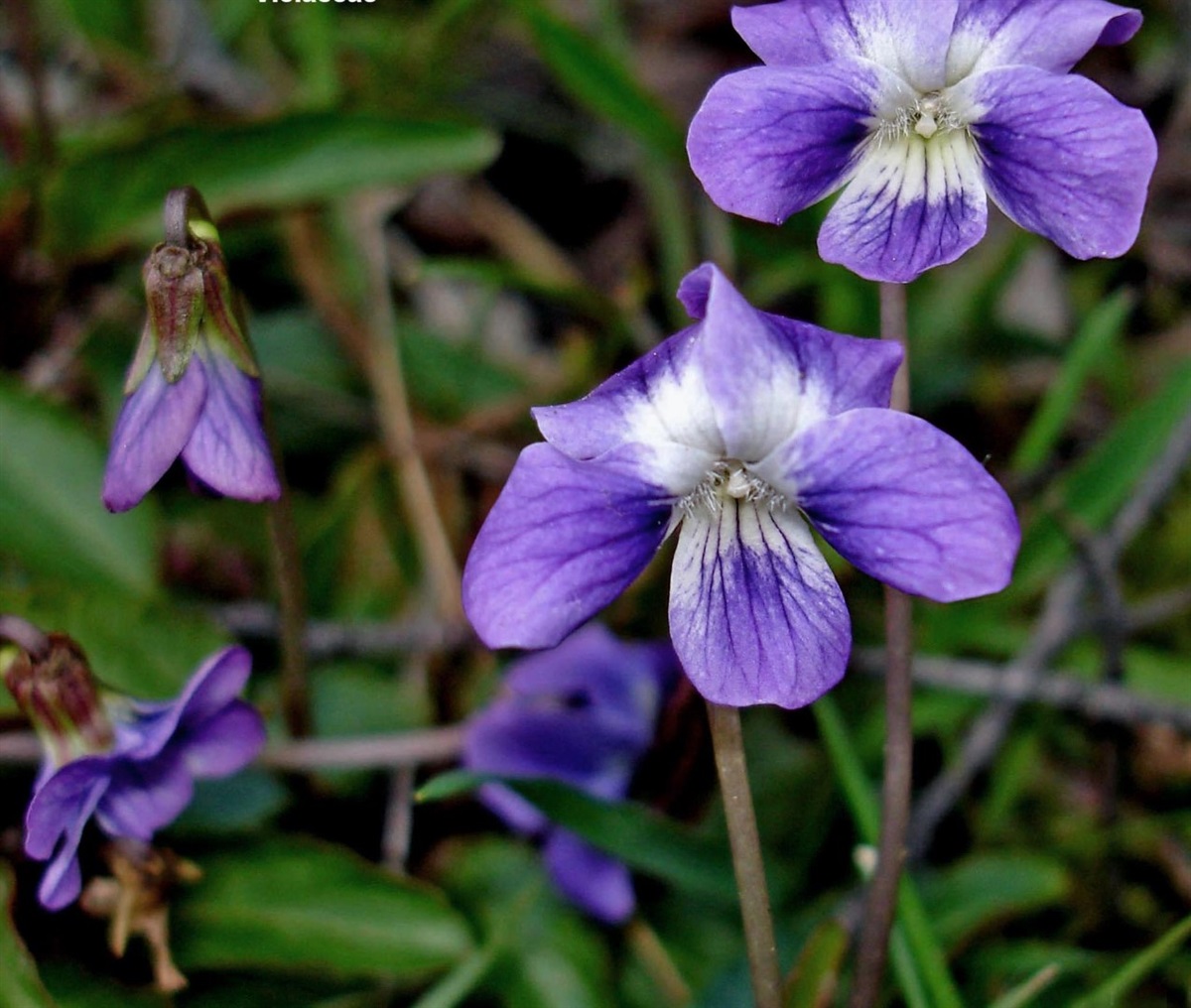 Viola betonicifolia ssp. betonicifolia Yarra Ranges Local Plant Directory