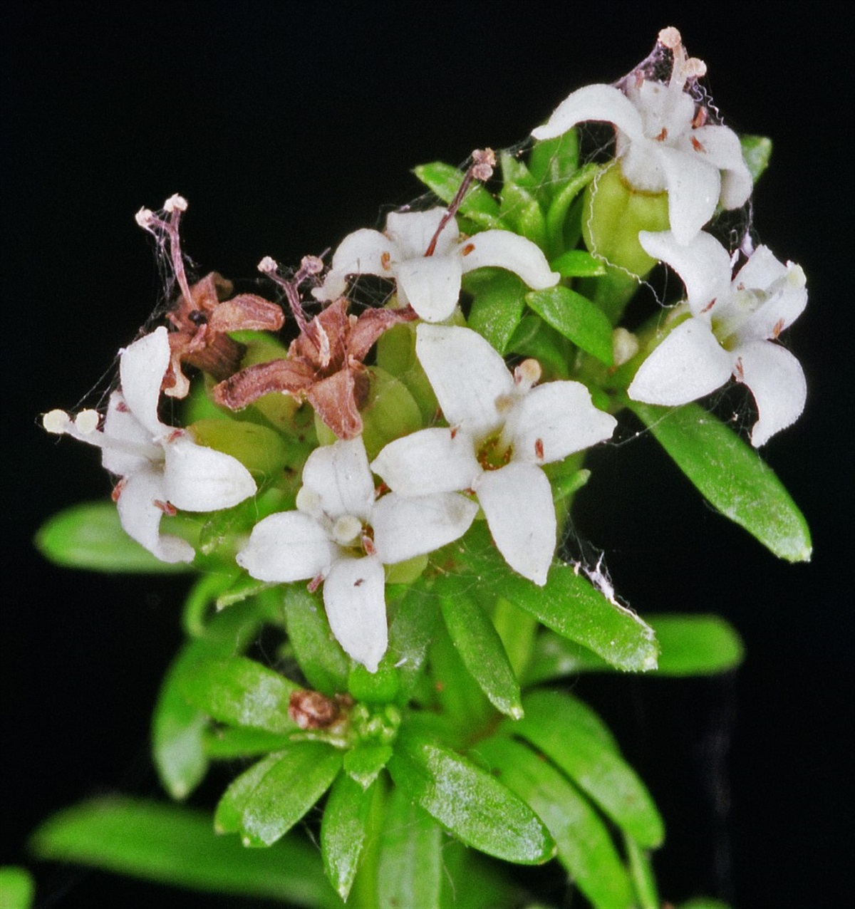 Asperula pusilla Yarra Ranges Local Plant Directory