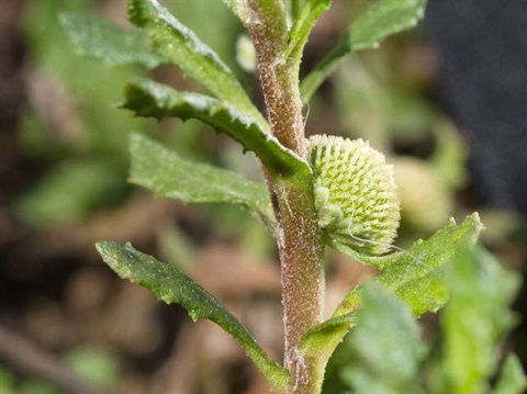 Centipeda cunninghamii Yarra Ranges Local Plant Directory