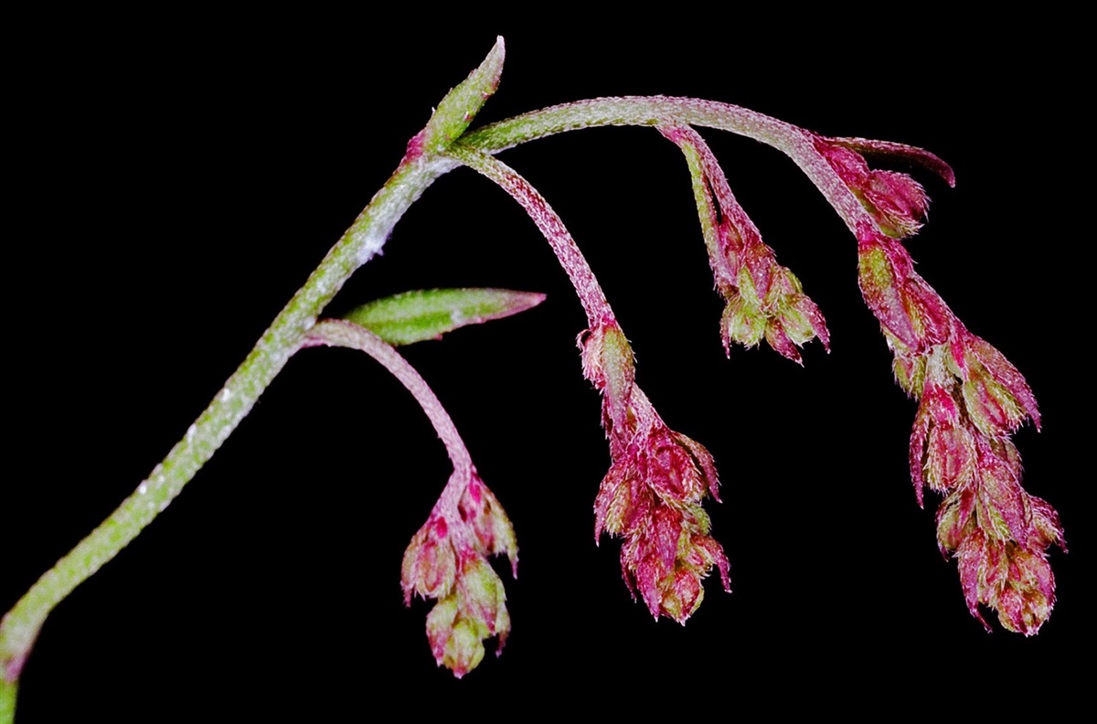 Gonocarpus humilis Yarra Ranges Local Plant Directory