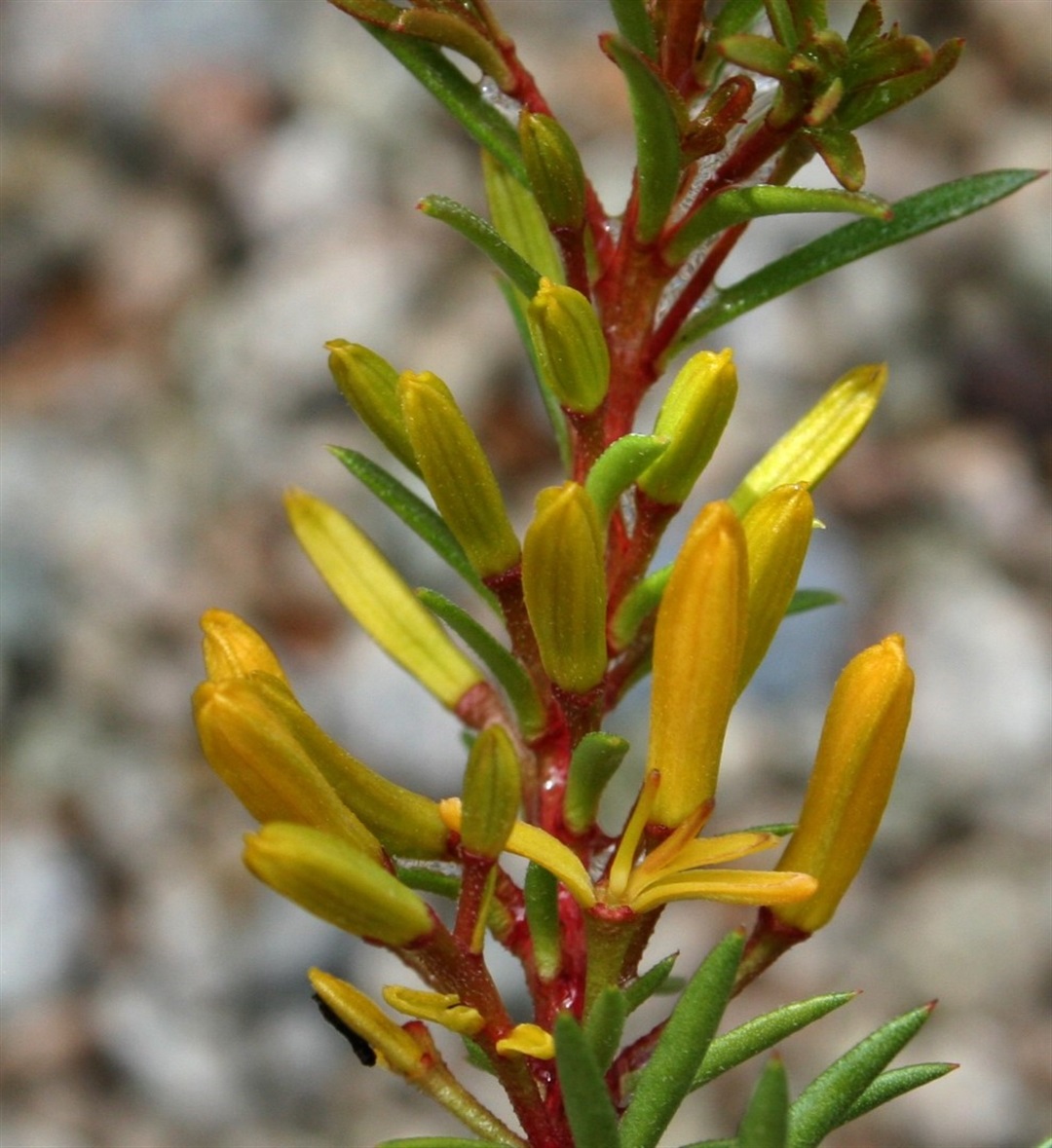 Persoonia chamaepeuce Yarra Ranges Local Plant Directory