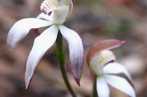 26 Red Stringybark Grassy Dry Forest - Middle Yarra (EVC 22) Yarra ...