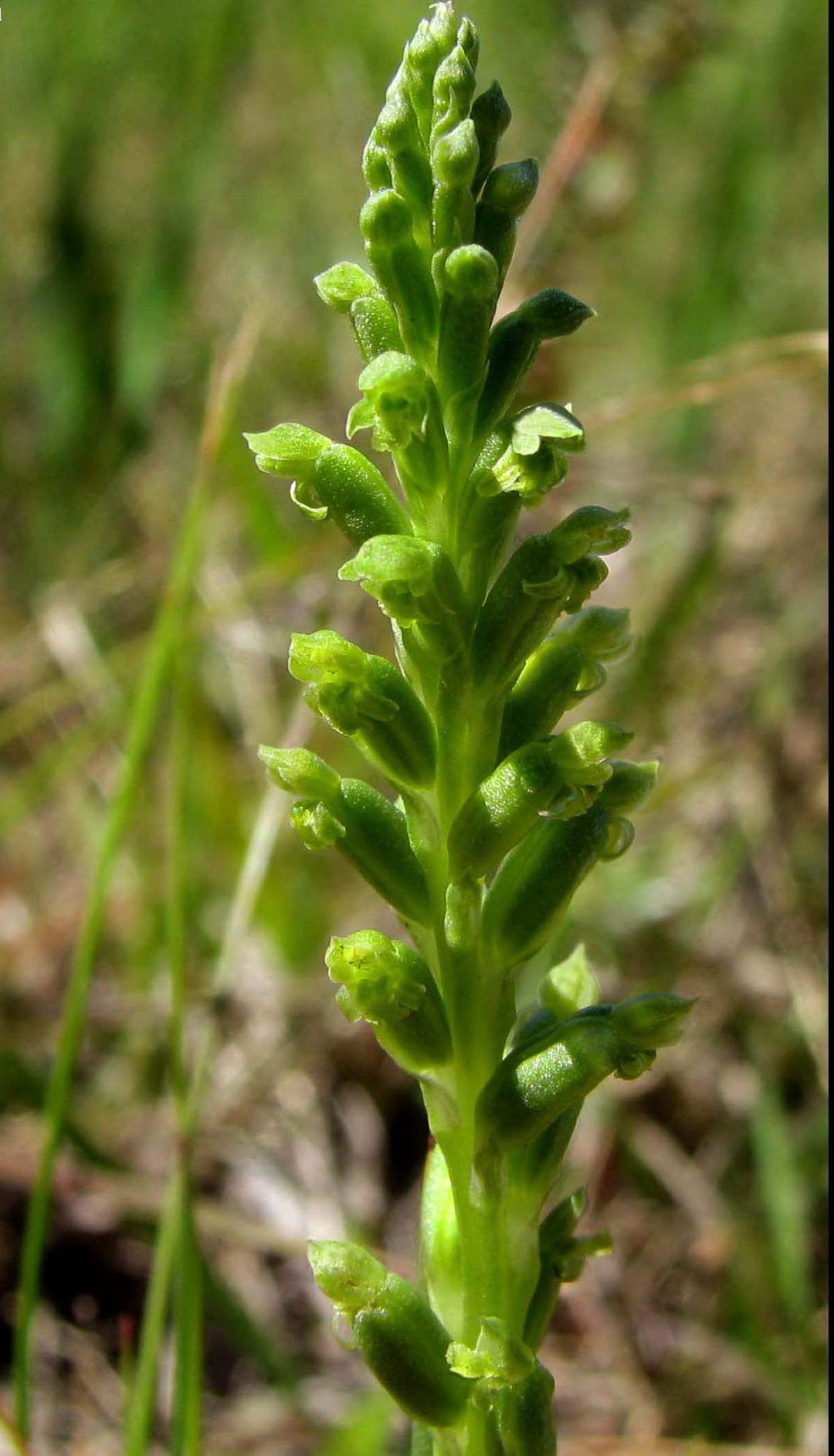 Microtis unifolia Yarra Ranges Local Plant Directory