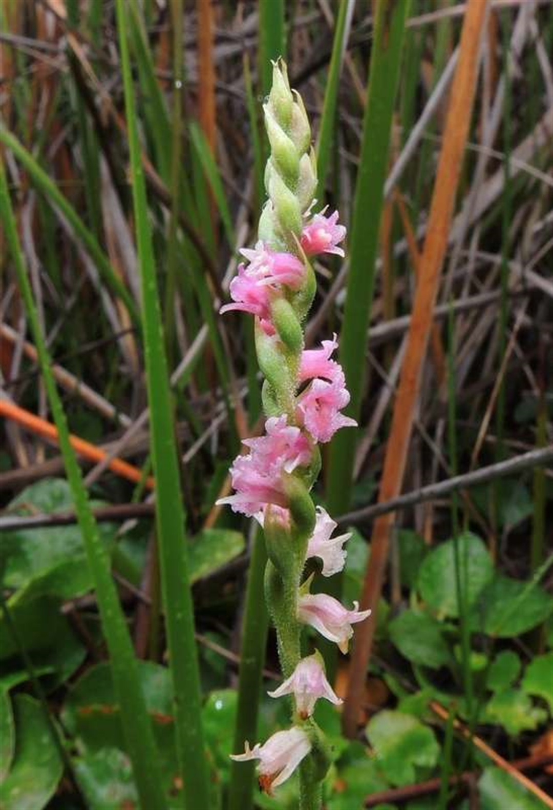 Spiranthes australis Yarra Ranges Local Plant Directory