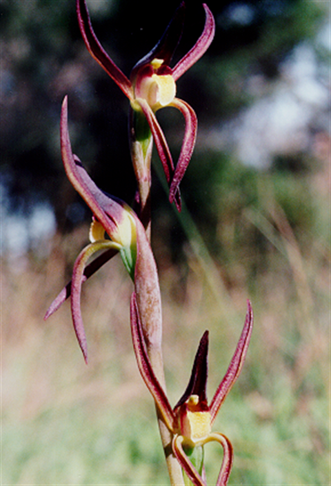 Lyperanthus suaveolens Yarra Ranges Local Plant Directory