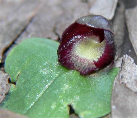 Corybas incurvus Yarra Ranges Local Plant Directory