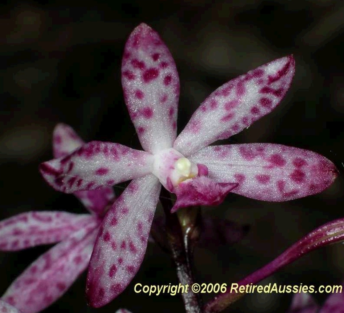 Dipodium punctatum Yarra Ranges Local Plant Directory
