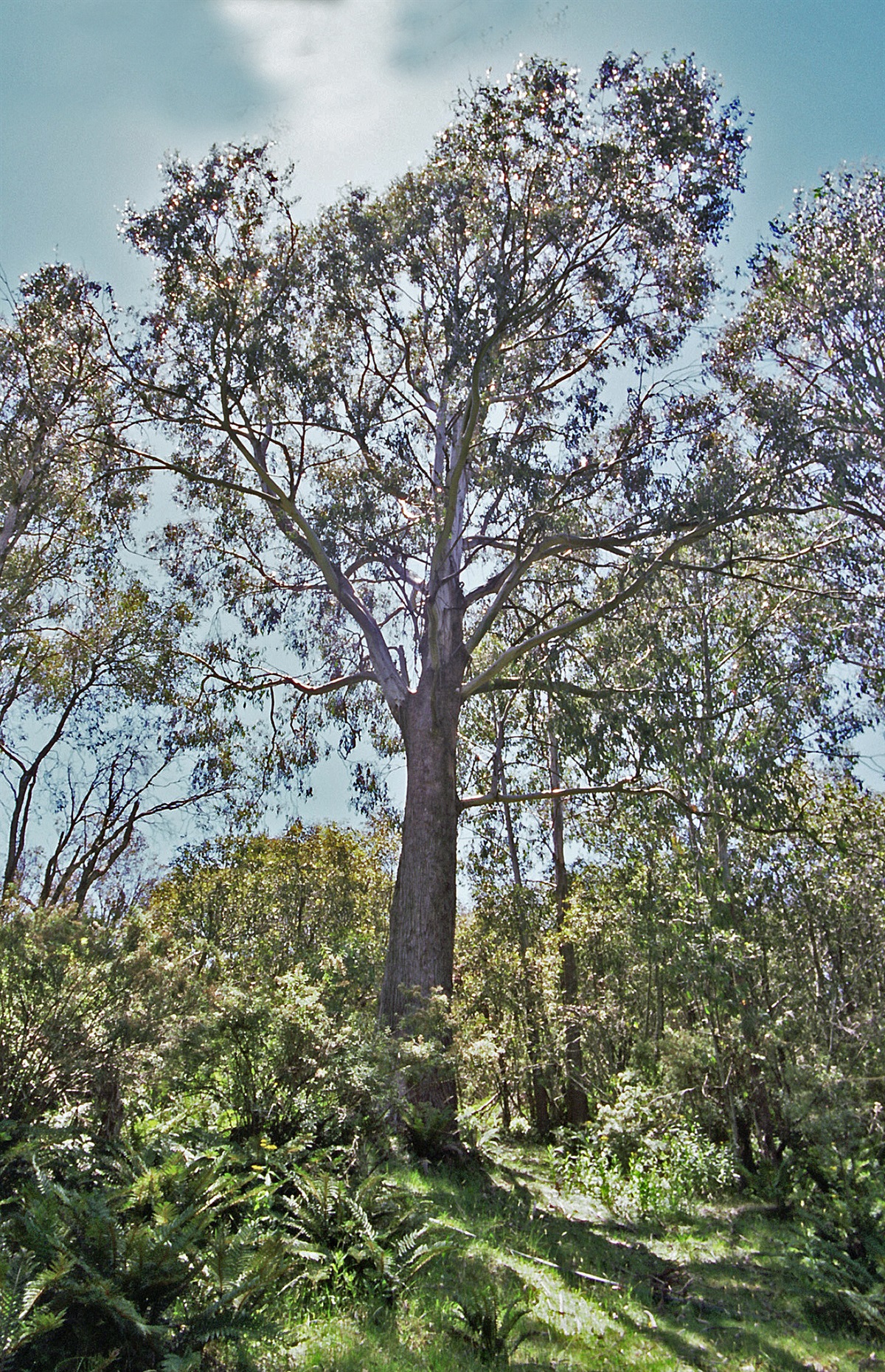 04 Alpine Ash Montane Wet Forest (EVC 39) Yarra Ranges Local Plant ...