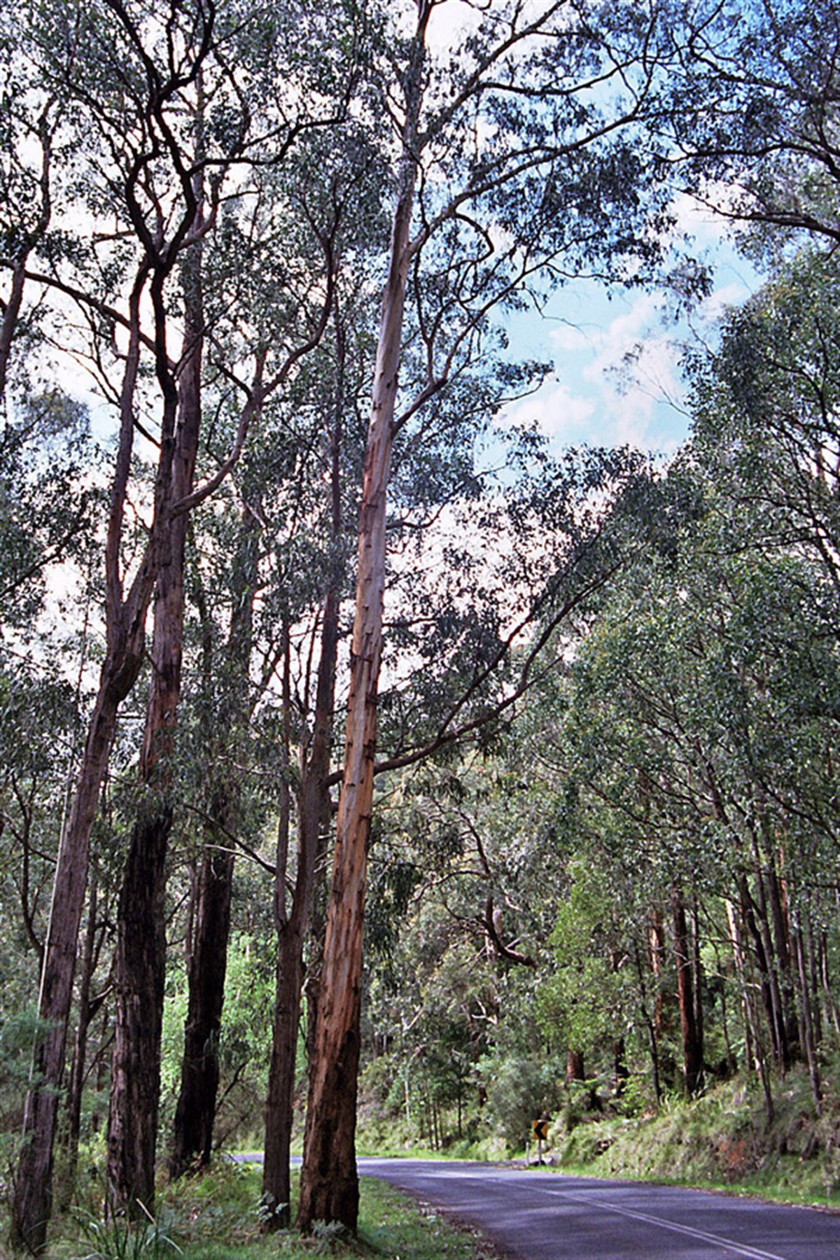 16 Messmate Shrubby Foothill Forest Central Highlands/UpperYarra (EVC ...