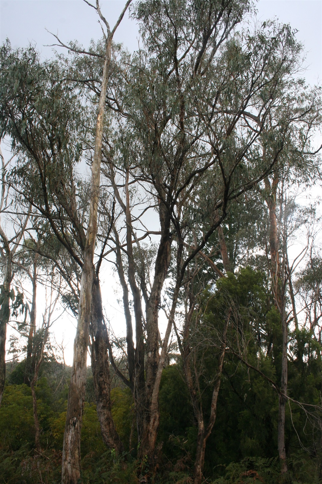25 Long-leaf Box Grassy Dry Forest - Southern Dandenongs (EVC 22) Yarra ...