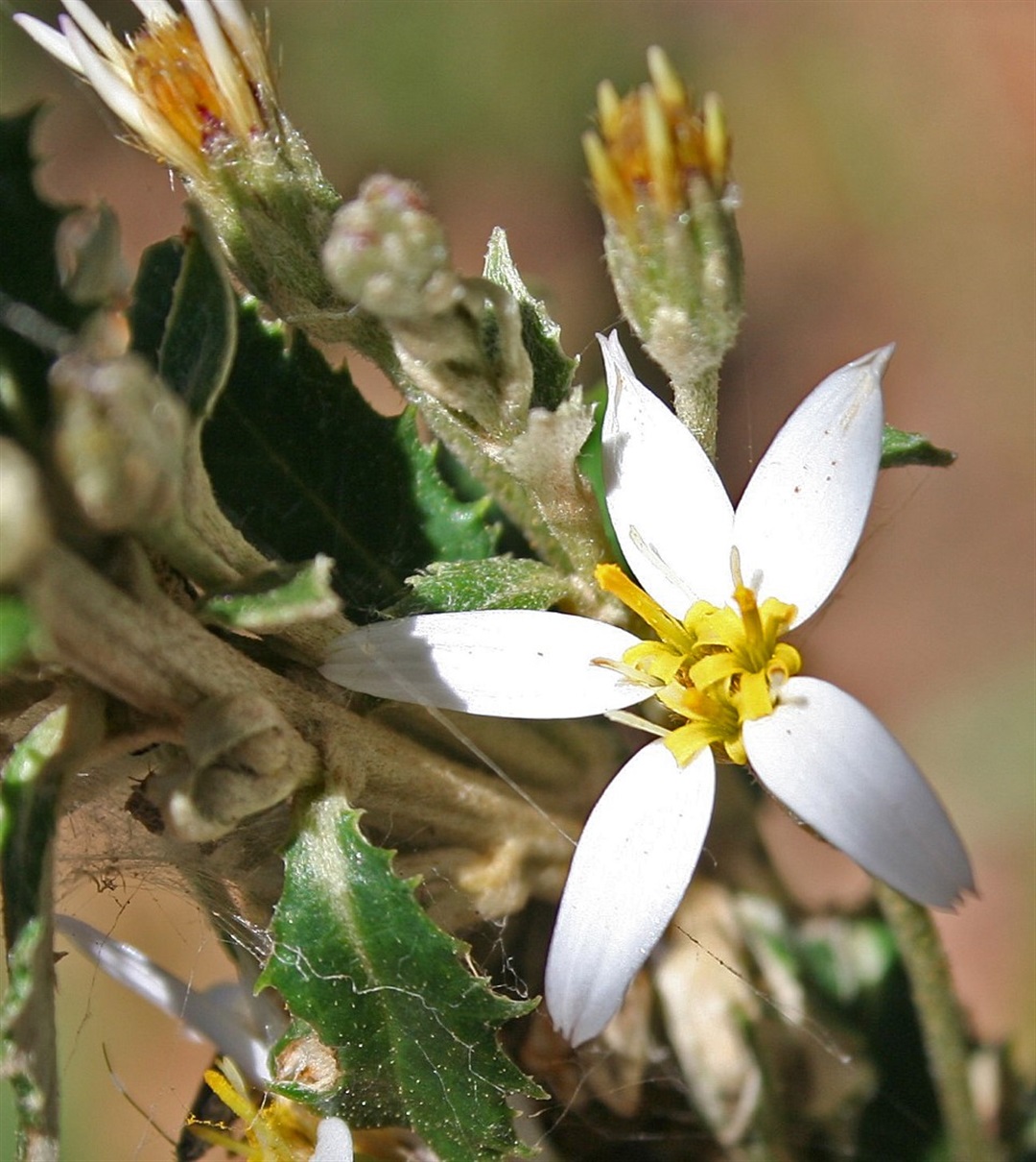Olearia erubescens Yarra Ranges Local Plant Directory