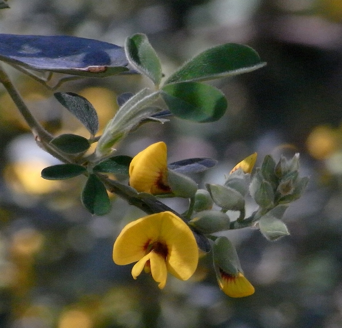 Goodia pubescens Yarra Ranges Local Plant Directory