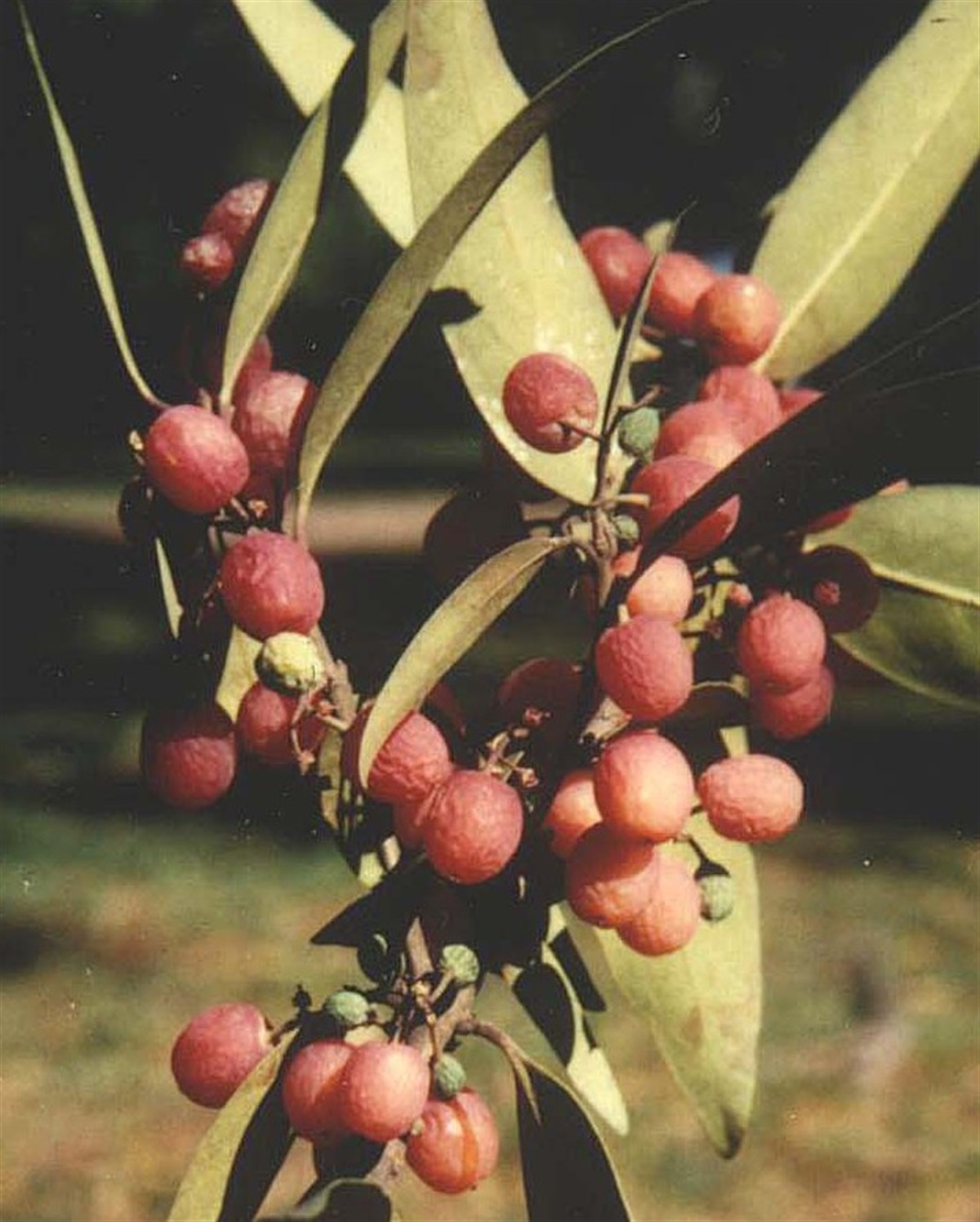 Notelaea ligustrina Yarra Ranges Local Plant Directory