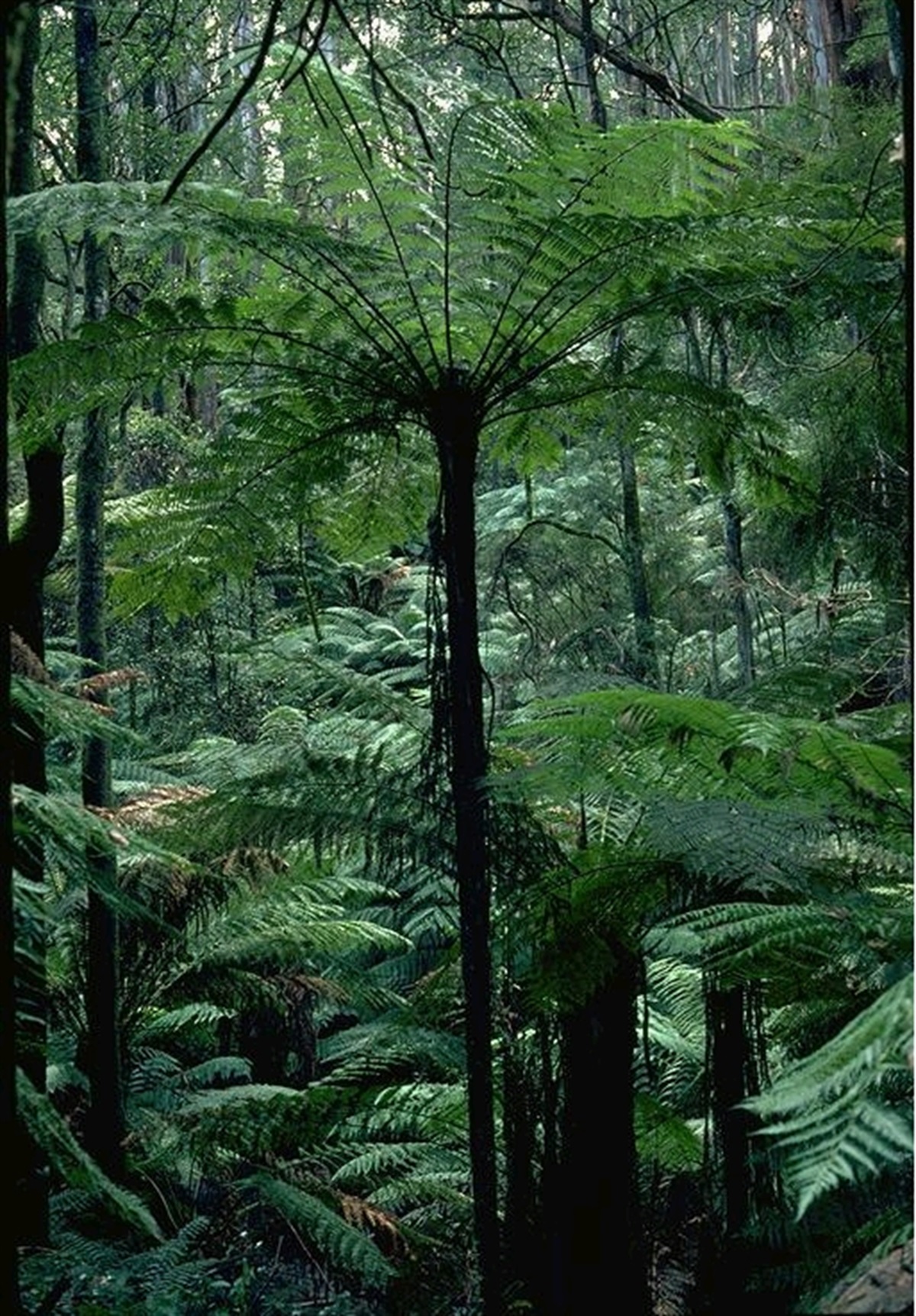 Cyathea cunninghamii Yarra Ranges Local Plant Directory