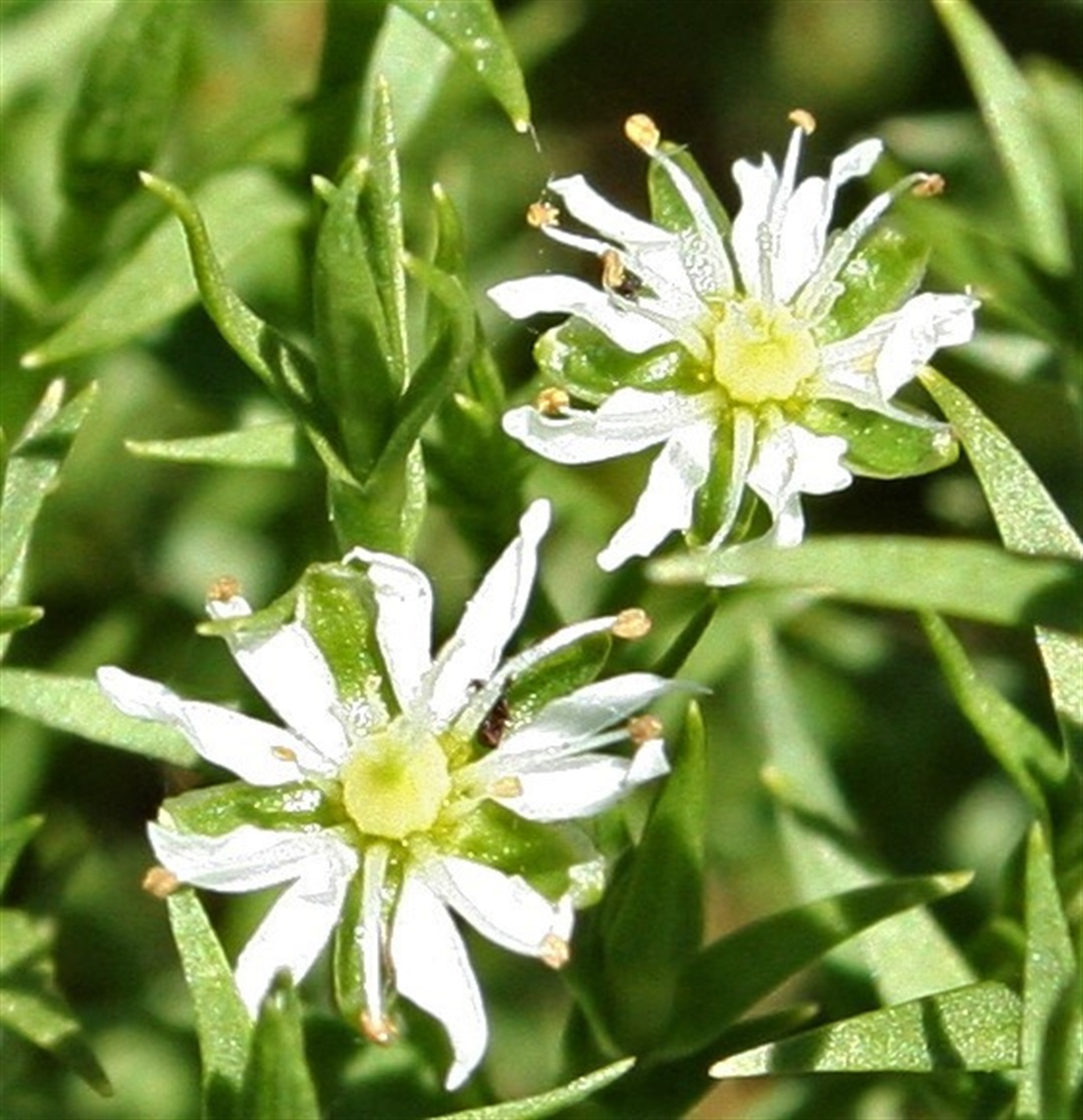 Stellaria Nitens