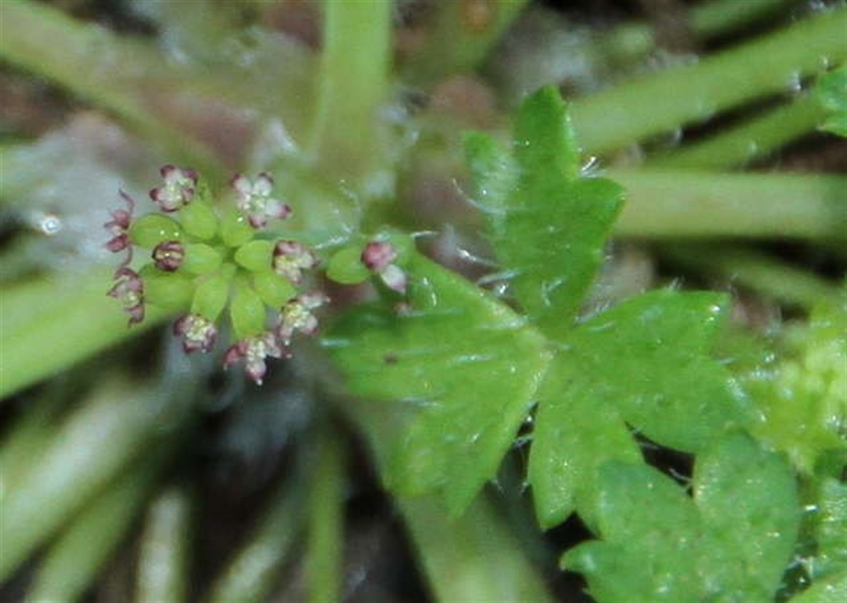 Hydrocotyle callicarpa Yarra Ranges Local Plant Directory