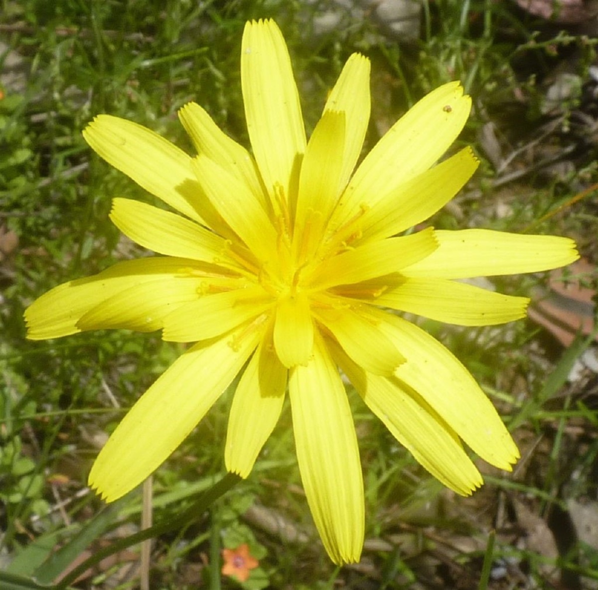 Microseris walteri Yarra Ranges Local Plant Directory
