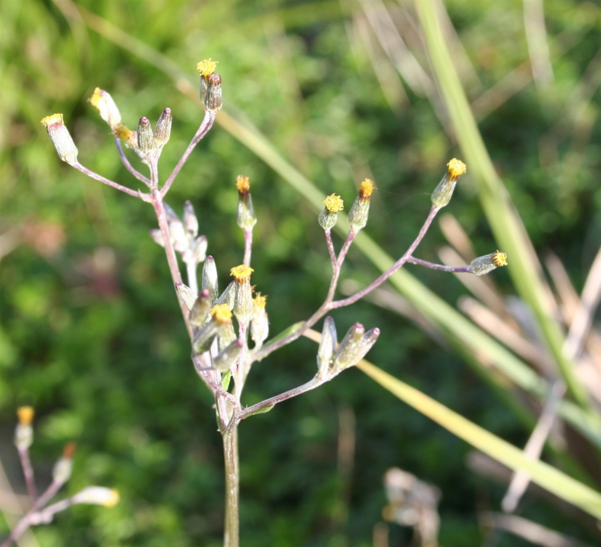 Senecio campylocarpus Yarra Ranges Local Plant Directory