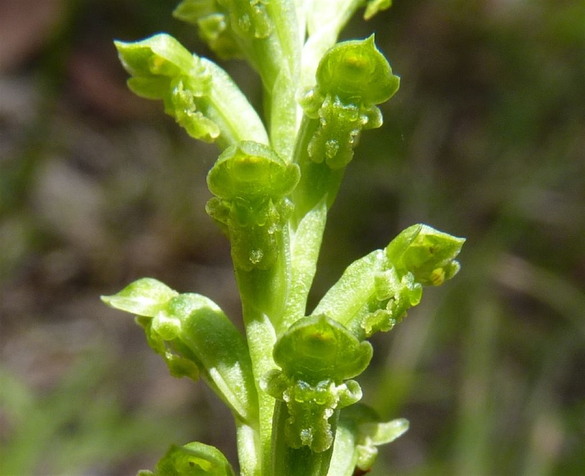 Microtis rara Yarra Ranges Local Plant Directory