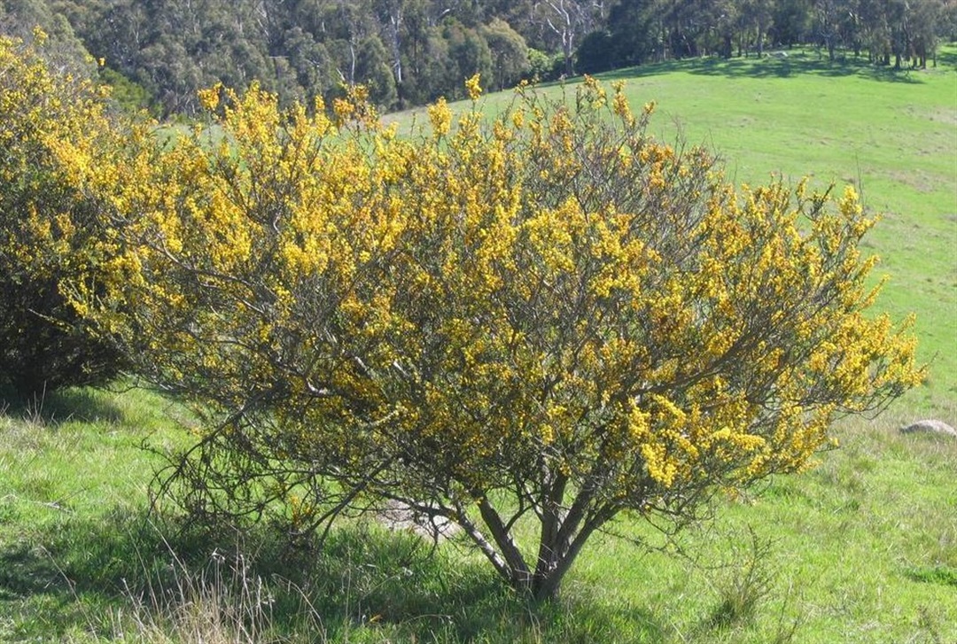 Acacia paradoxa Yarra Ranges Local Plant Directory