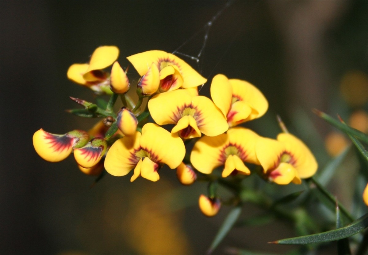 46 Silvertop Ash Heathy Dry Forest (EVC 20) - Full list Yarra Ranges ...