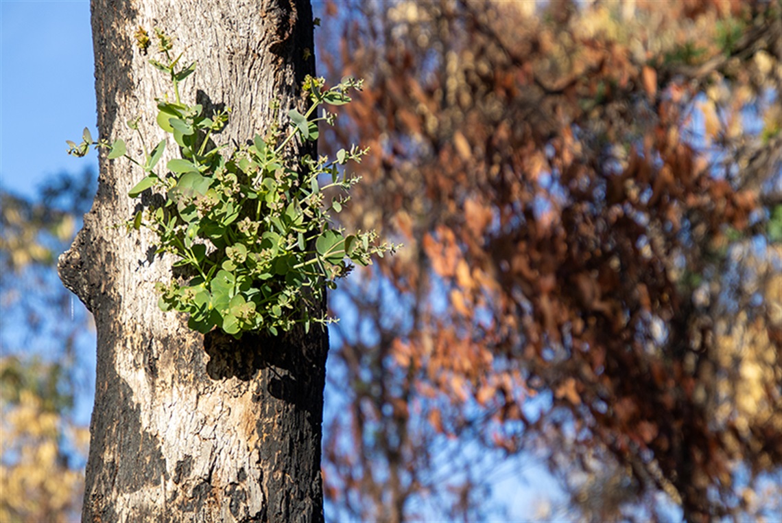 Nature Recovery and Renewal After Fire Yarra Ranges Council